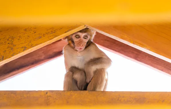 Wallpaper monkey, monkey, Rhesus monkeys for mobile and desktop ...