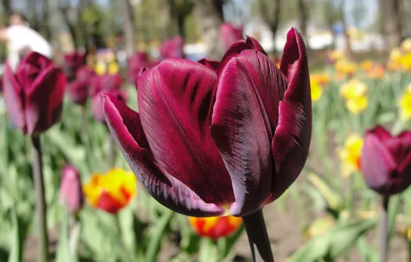 Download wallpaper flowers, tulips, Fiol, section nature in resolution ...