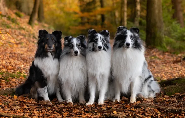 Wallpaper autumn, dog, collie for mobile and desktop, section собаки ...