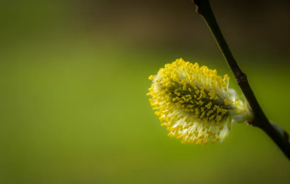 Download wallpaper macro, tree, IVA, section nature in resolution 3200x1200