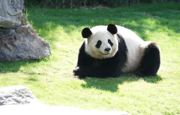 Download wallpaper grass, face, light, nature, pose, glade, bear, Panda ...