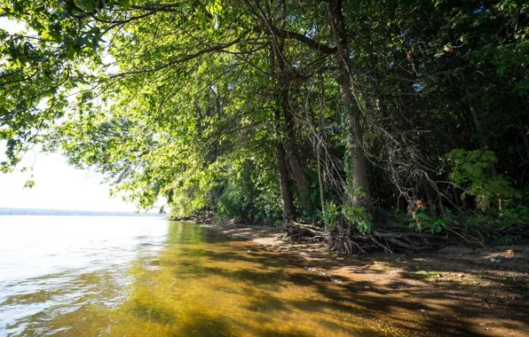 Wallpaper trees, nature, river for mobile and desktop, section пейзажи ...