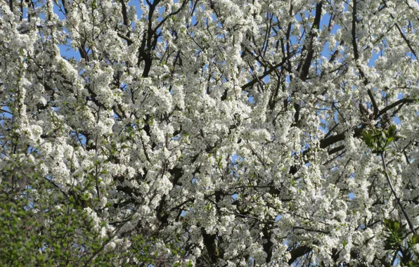 Wallpaper trees, flowers, spring 2018, Mamala © for mobile and desktop ...