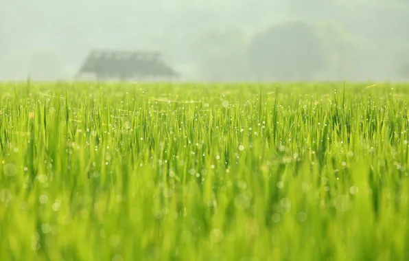 Wallpaper greens, field, nature, Rosa, spring, may, August Huang ...