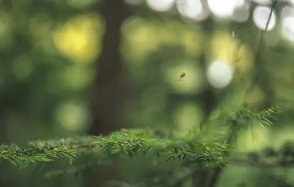 Wallpaper branches, web, spider images for desktop, section макро ...