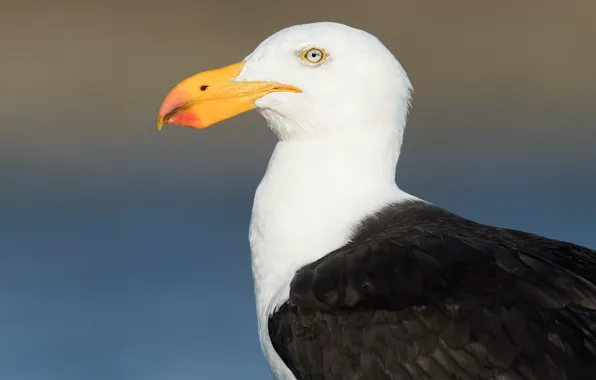 Wallpaper look, background, bird, black and white, portrait, Seagull ...