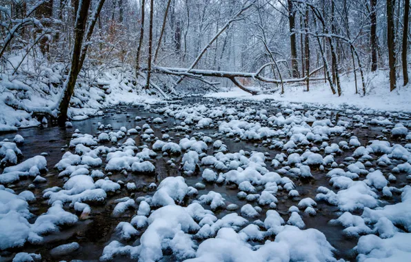 Wallpaper winter, forest, snow, trees, river, Ohio, Cincinnati, Ohio ...