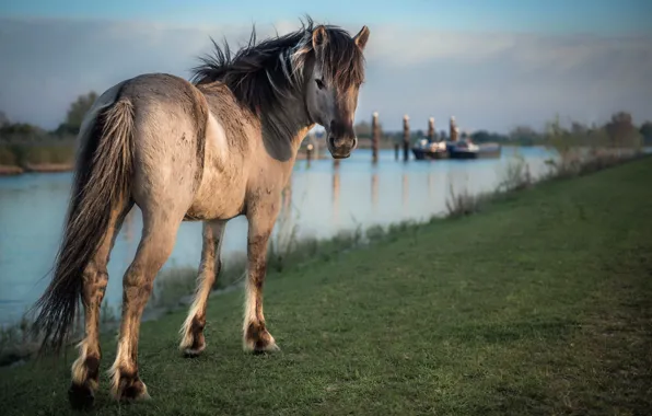 Wallpaper nature, river, horse images for desktop, section животные ...