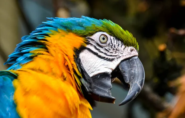 Wallpaper bird, portrait, parrot, Ara for mobile and desktop, section ...