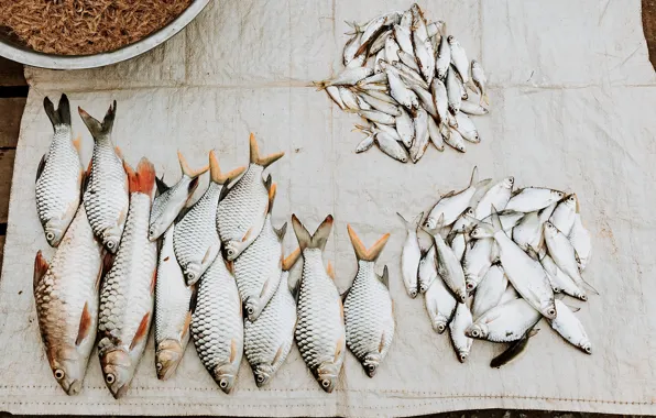 Wallpaper fish, background, food for mobile and desktop, section еда ...