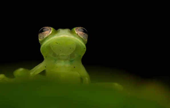 Wallpaper nature, background, Santa cecilia cochran frog, Teratohyla ...