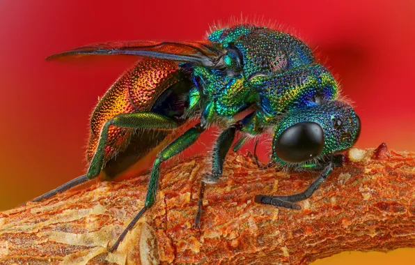 Wallpaper macro, red, background, OSA, branch, insect, bestanca for ...