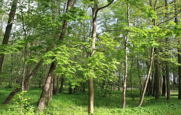 Download wallpaper green, forest, park, tree, section landscapes in ...