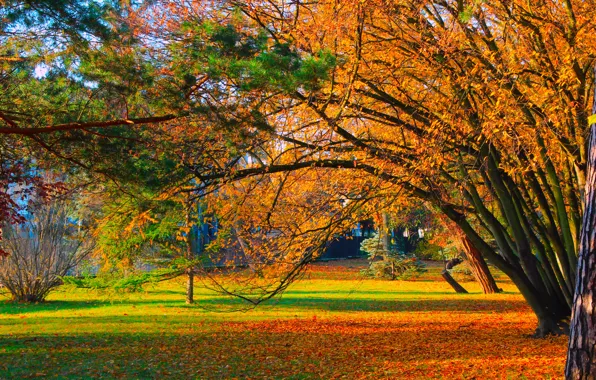 Wallpaper park, autumn, tree for mobile and desktop, section пейзажи ...
