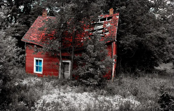 Wallpaper forest, house, background for mobile and desktop, section ...