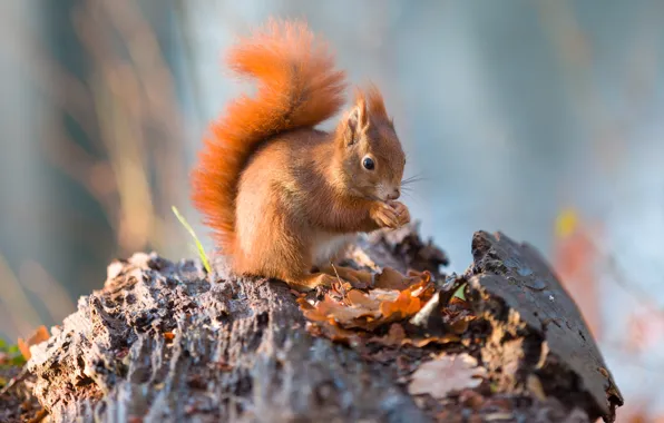 Download wallpaper nature, pose, protein, red, log, sitting, rodent ...