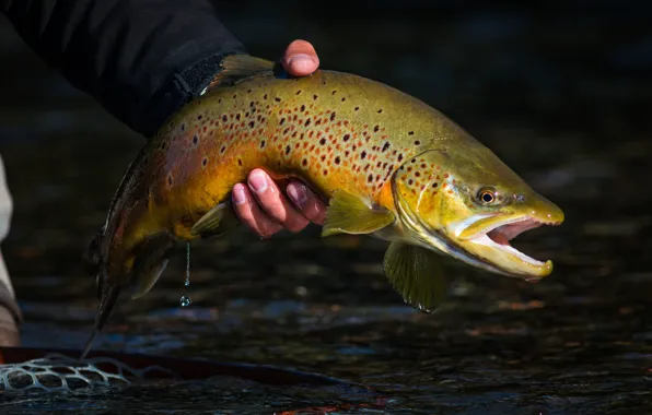 Wallpaper catch, hand, fish, sport fishing for mobile and desktop ...