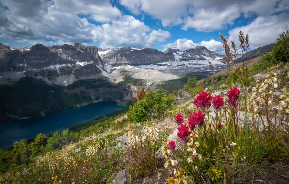 Wallpaper flowers, mountains, lake for mobile and desktop, section ...