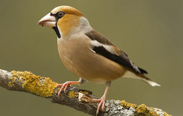 Download wallpaper sprig, background, bird, section animals in ...