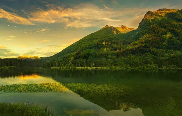 Wallpaper forest, water, mountains, nature for mobile and desktop ...