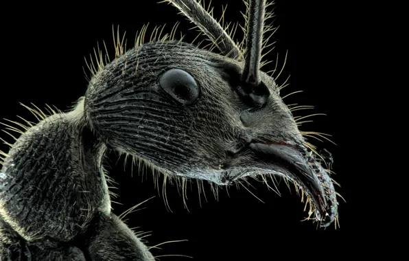 Wallpaper insect, Ant, hairs, teeth for mobile and desktop, section ...
