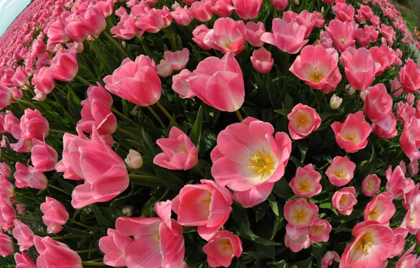 Wallpaper flowers, spring, distortion, tulips, pink, flowerbed, fish ...