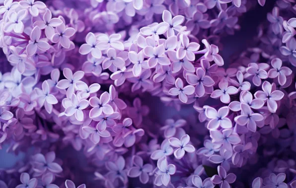 Download wallpaper flowers, spring, flowering, lilac, AI art, neural ...