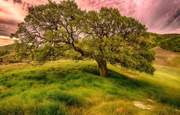 Wallpaper field, summer, trees for mobile and desktop, section природа ...