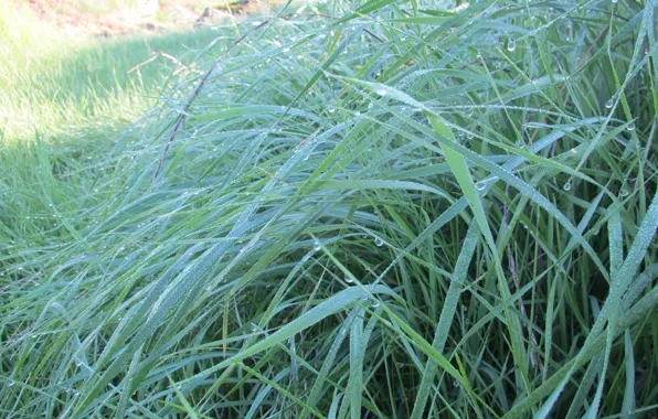 Wallpaper grass, nature, dawn, Morning for mobile and desktop, section ...