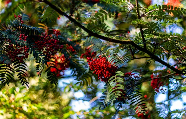 Wallpaper autumn, light, trees, branches, red, berries, foliage, fruit ...