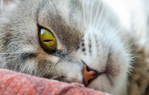 Wallpaper cat, cat, look, close-up, pose, grey, portrait, lies for ...