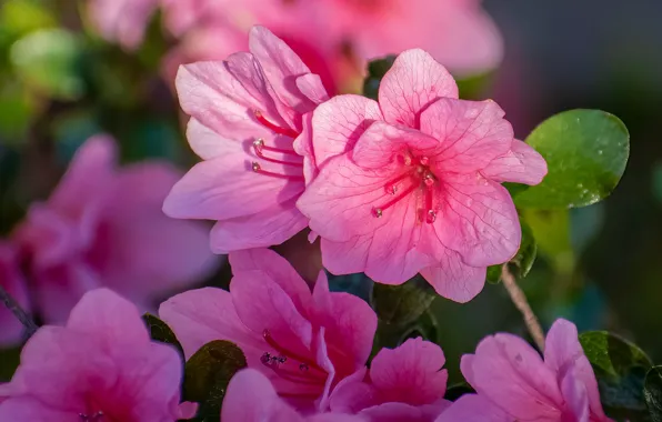Wallpaper flowers, pink, Azalea, rhododendrons images for desktop ...
