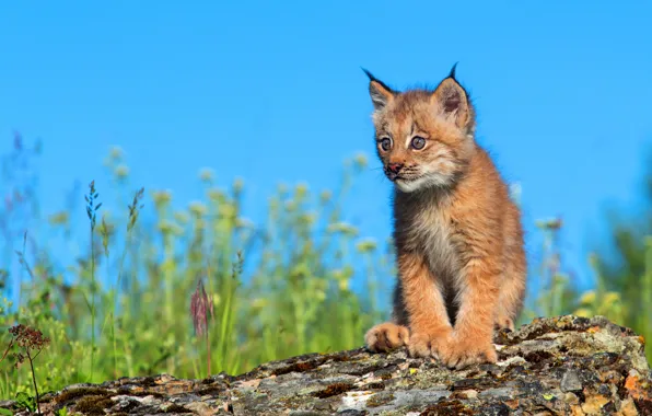 Download wallpaper the sky, log, lynx, a small lynx, section cats in ...