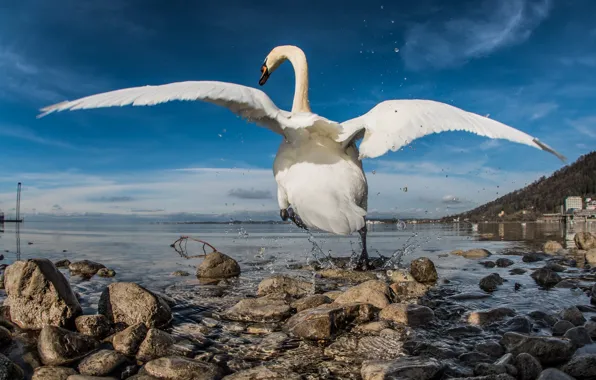 Wallpaper stones, bird, Swan, pond, wingspan for mobile and desktop ...
