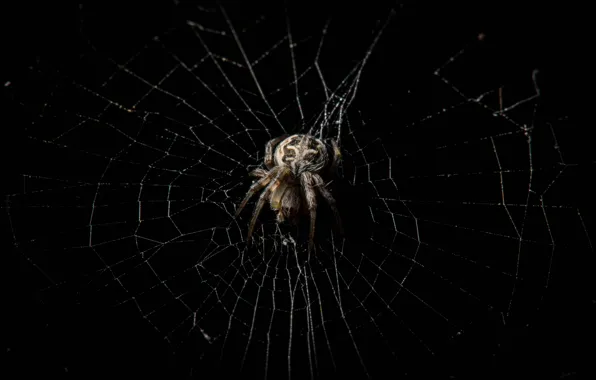 Download wallpaper macro, web, spider, section minimalism in resolution ...