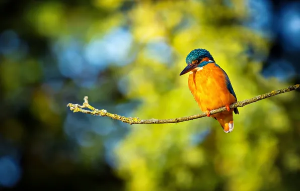 Wallpaper branches, bird, bokeh, Kingfisher for mobile and desktop ...