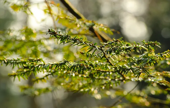 Wallpaper park, tree, twig for mobile and desktop, section природа ...