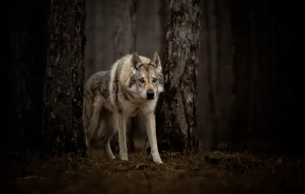 Download wallpaper forest, look, wolf, section animals in resolution ...