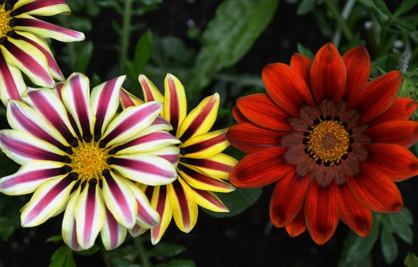 Wallpaper white, flowers, red, yellow, red, white, Flowers, yellow for ...