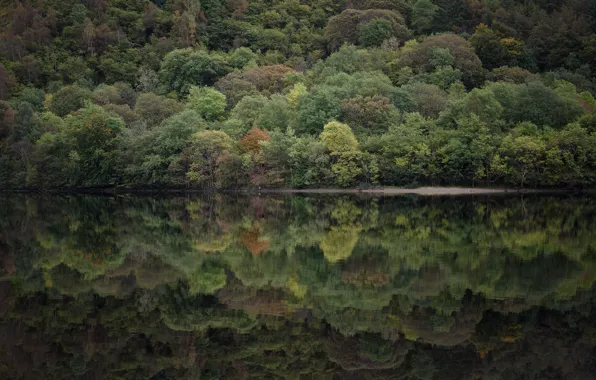 Wallpaper trees, lake, reflection, mirror, riverside, lakeshore ...