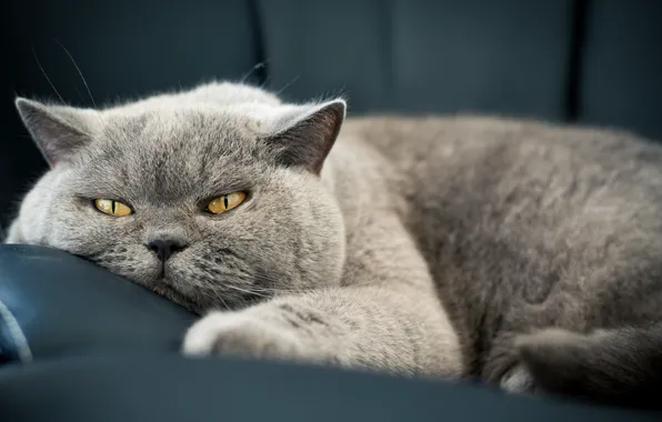 Wallpaper cat, eyes, cat, look, face, wool, Koshak images for desktop ...