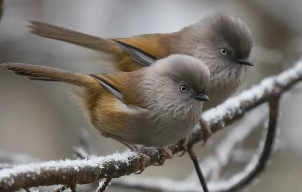 Wallpaper winter, snow, birds, branches, two, birds, grey, a couple for ...