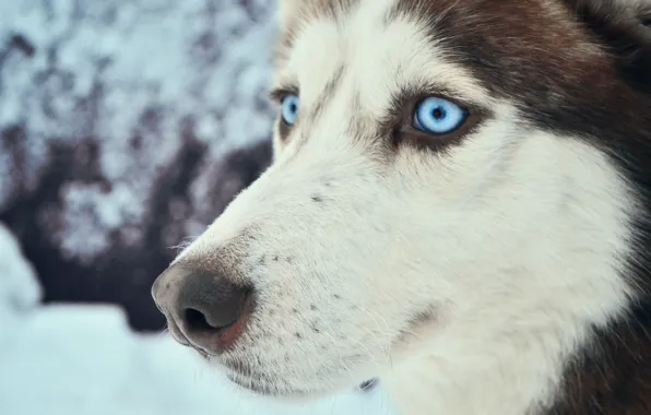 Wallpaper cold, winter, animals, eyes, snow, travel, dog, blue eyes for ...