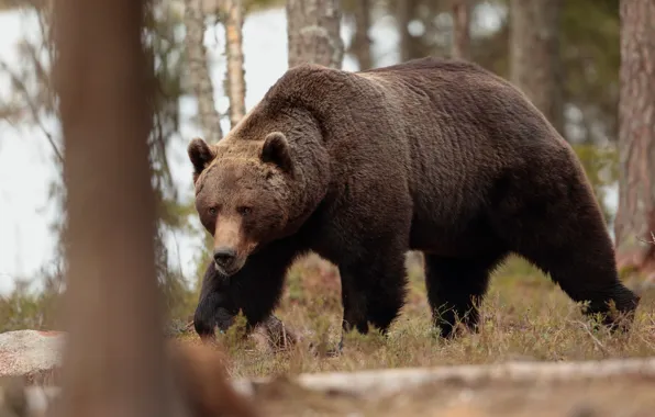 Wallpaper forest, look, face, nature, pose, tree, bear, walk for mobile ...
