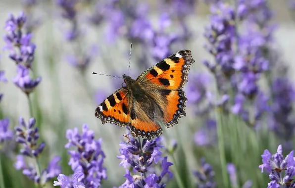 Download wallpaper butterfly, wings, lavender, section animals in ...