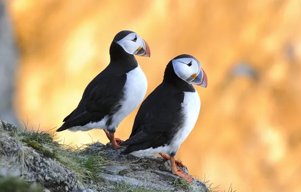 Wallpaper bird, stalled, a couple, two birds for mobile and desktop ...