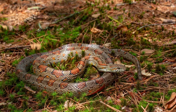 Wallpaper forest, snake, needles for mobile and desktop, section ...