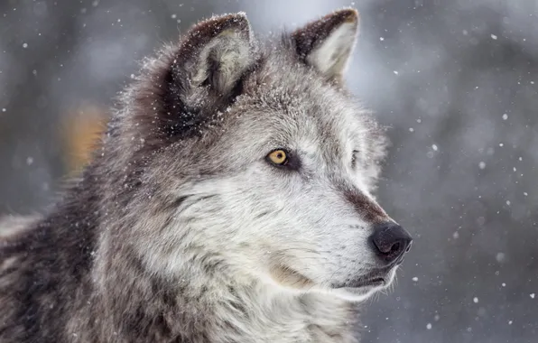 Wallpaper winter, look, face, snow, nature, pose, grey, wolf for mobile ...