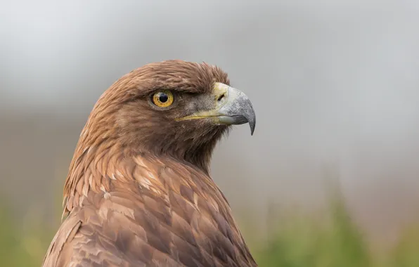 Wallpaper eagle, eye, back, golden eagle images for desktop, section ...