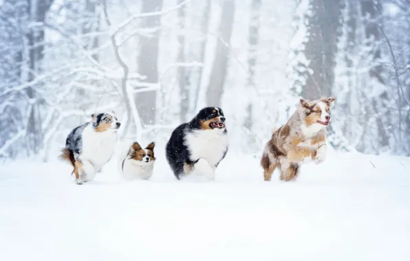 Wallpaper winter, forest, dogs, snow, walk, the race, Quartet, D ...